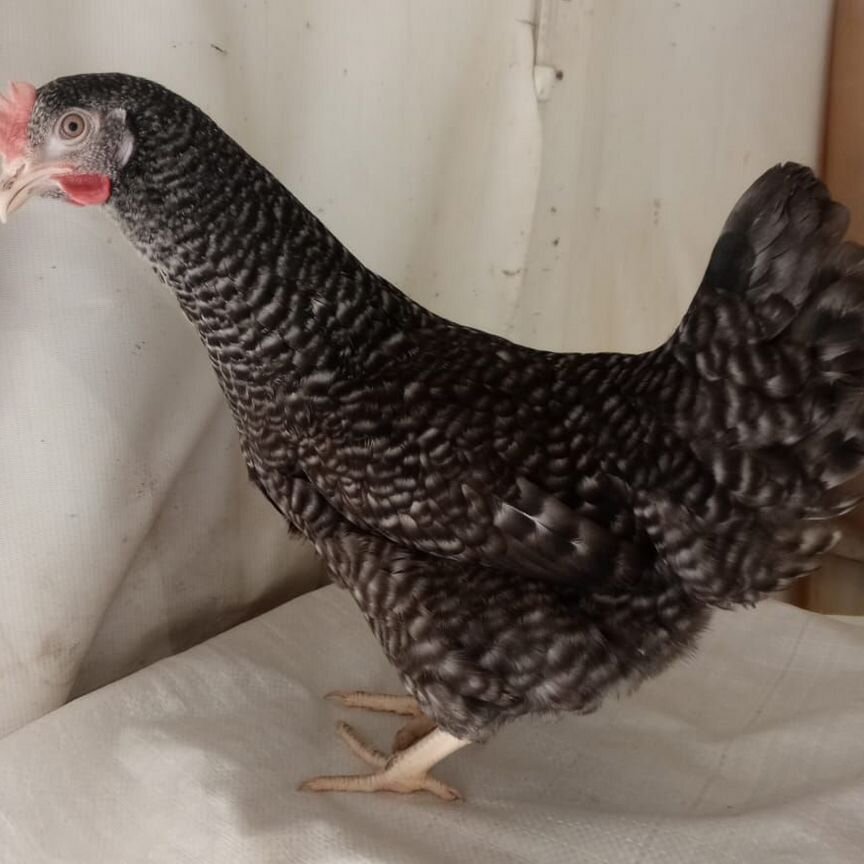 Куры несушки доминант