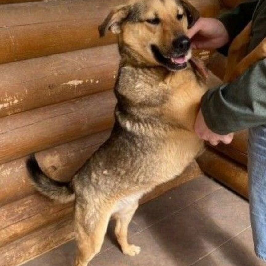 Грей невероятно любит людей. Забирайте это чудо