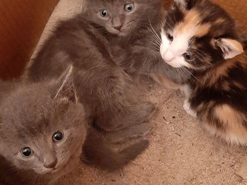 Котята 4 недели в добрые руки оперативно