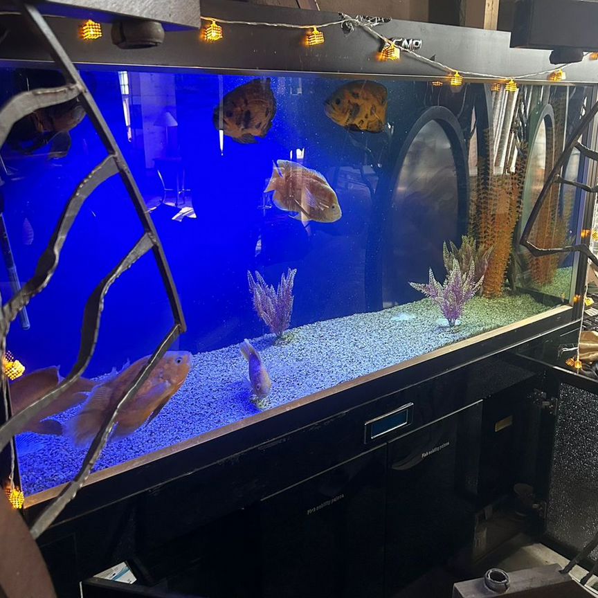 Аквариум с рыбками 1000л