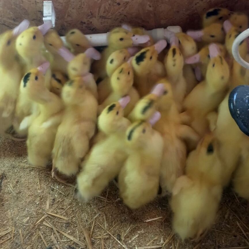 Утки муларды 10 дней