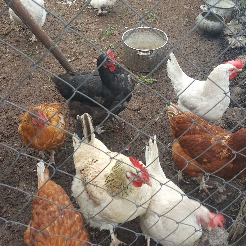 Куры несушки, домашние