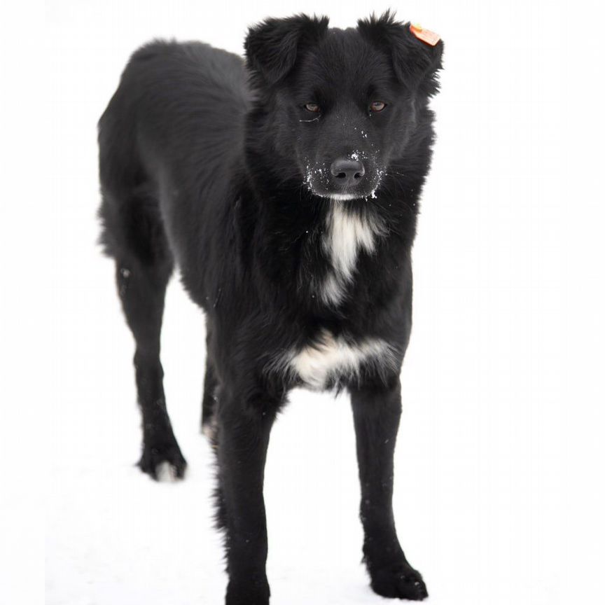 Взрослая собака в добрые руки