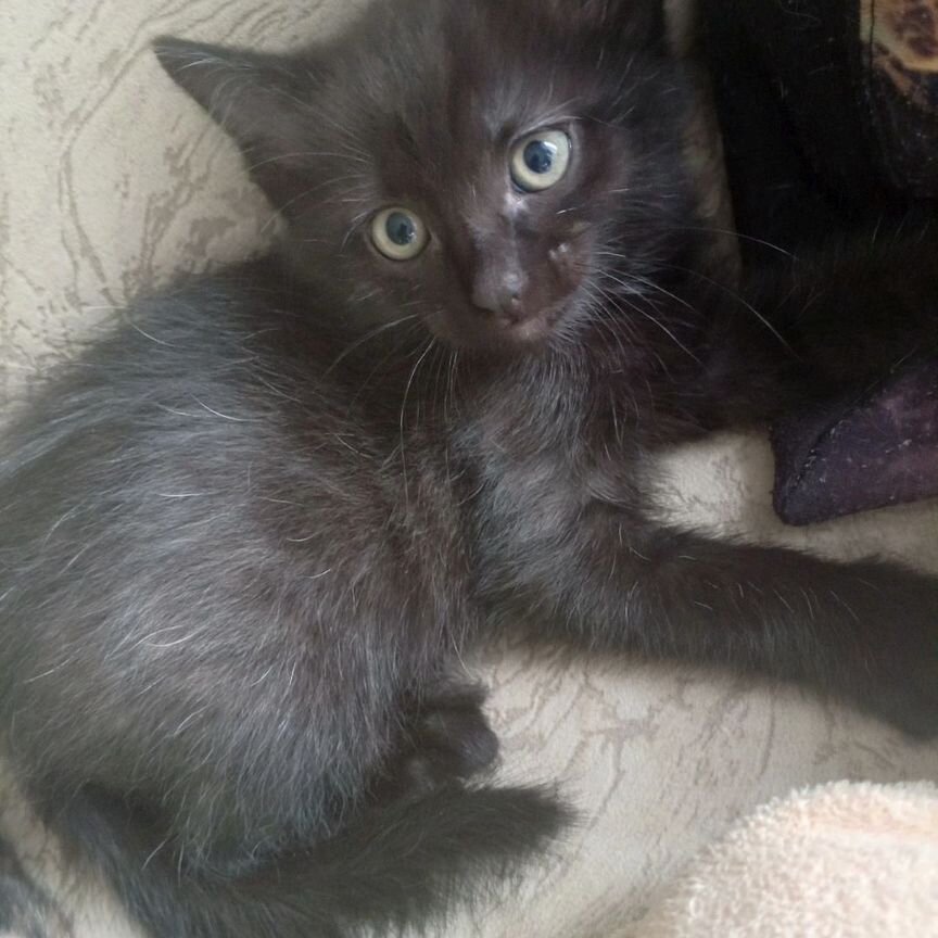 Котята в добрые руки бесплатно