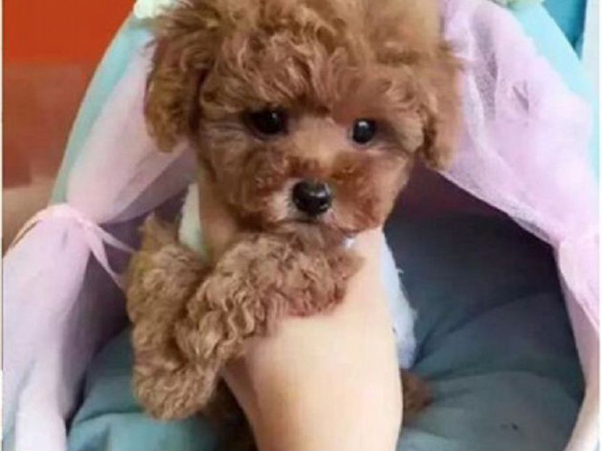 Мальтипу f1 mini