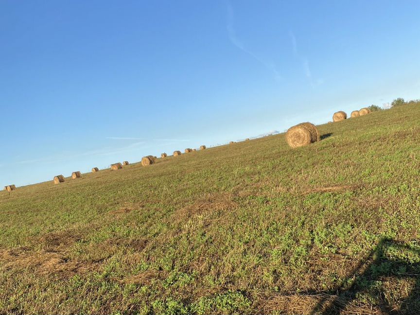 Продам солому и сено