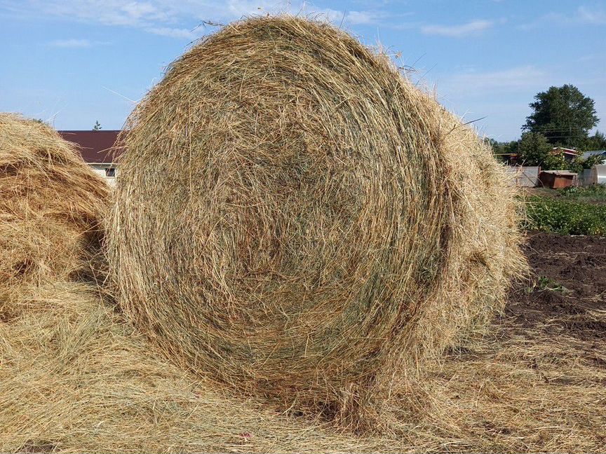 Сено луговое