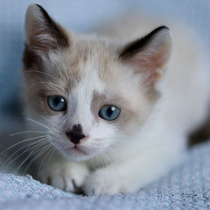 Сноу-Шу котёнок