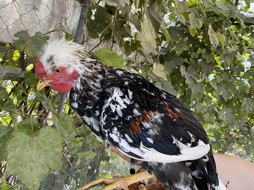 Молодые петушки