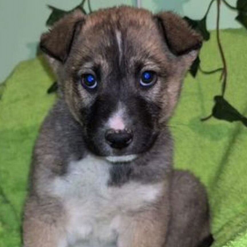 Щенок мальчик, около 2х мес