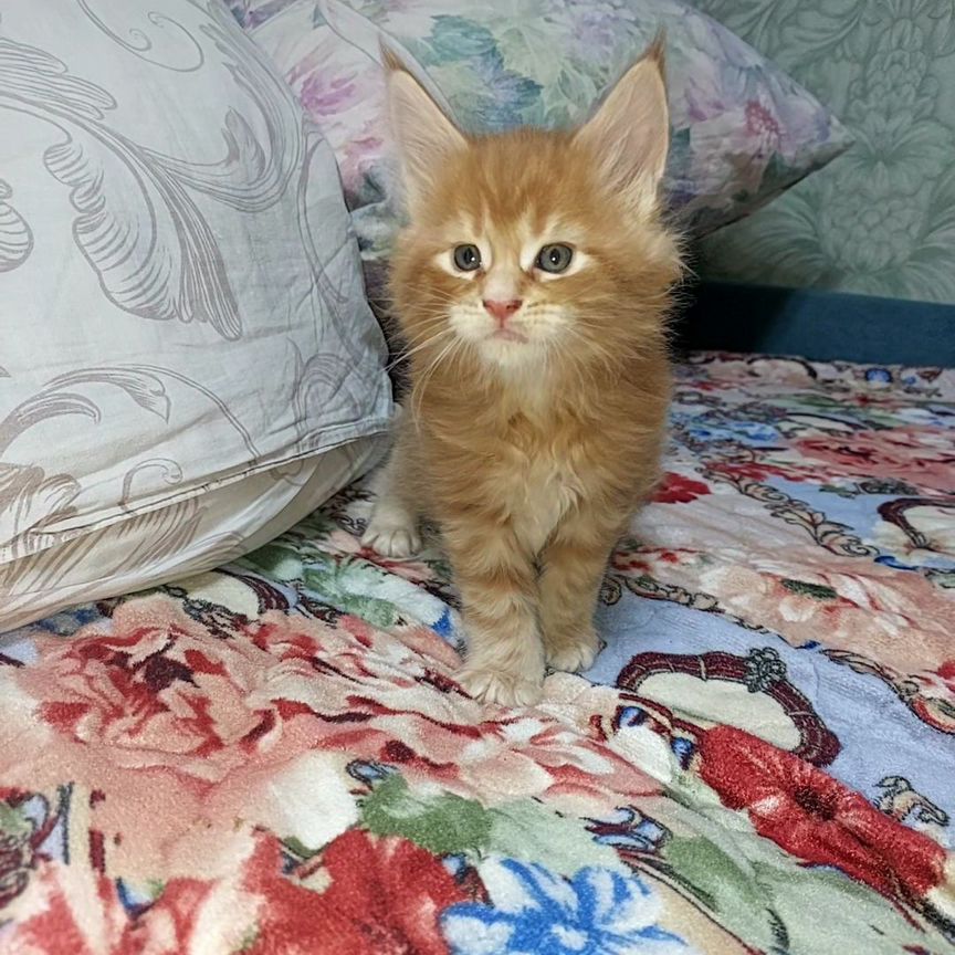 Котята мейн-кун
