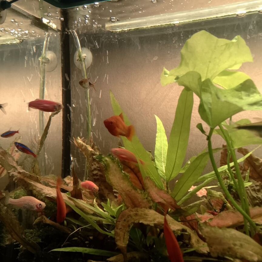 Отдам 4 меченосцев