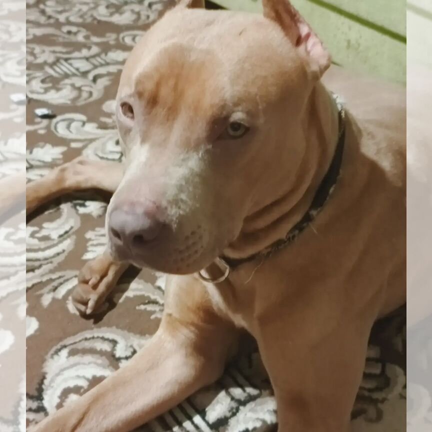 Американский питбультерьер, взрослый пёс