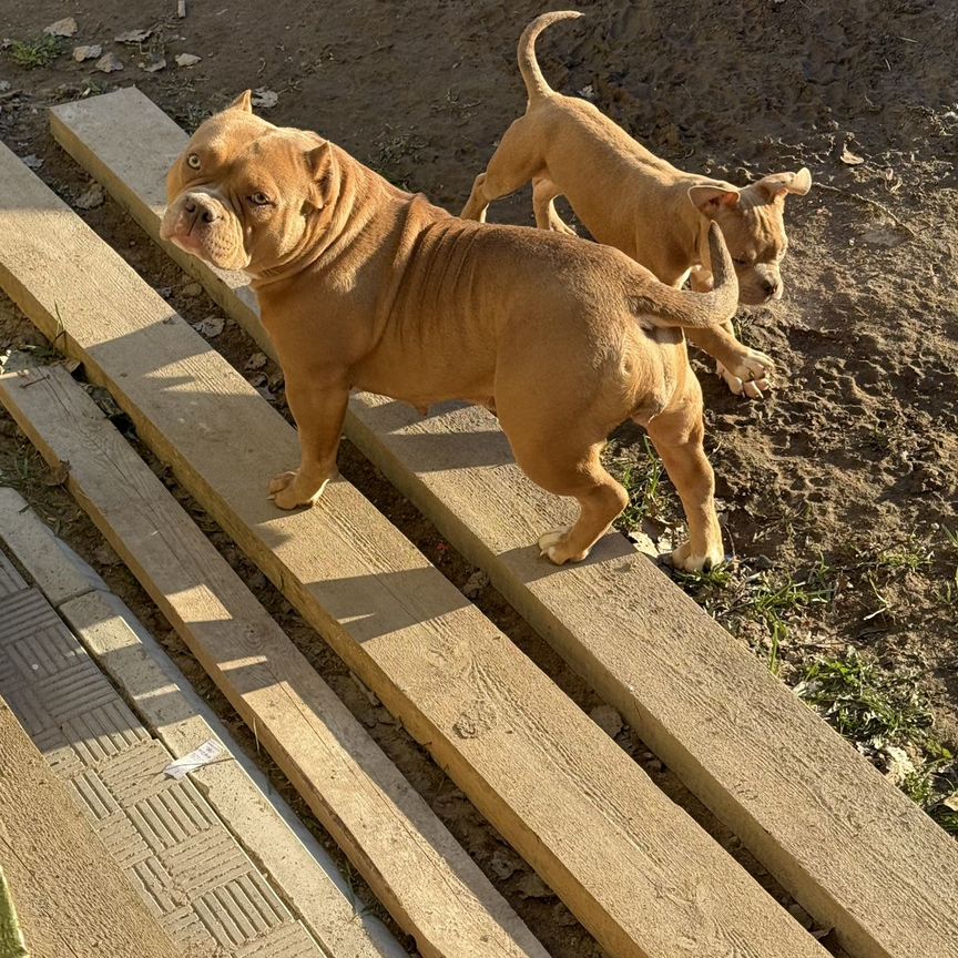 Американский булли, щенок