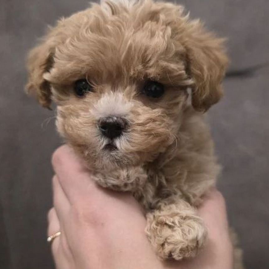 Мальтипу, щенок