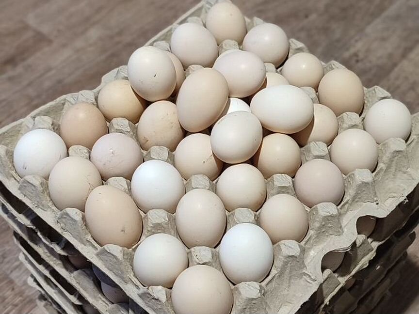 Яйца куриные инкубационные