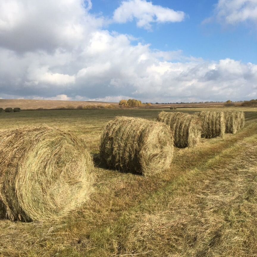 Сено в рулонах