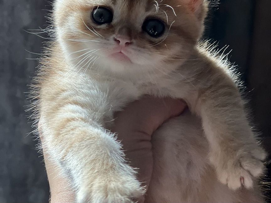 Кошки котята шотландские