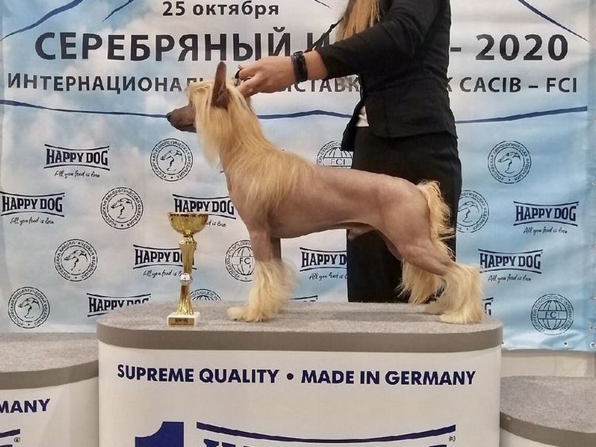 Кобель для вязки, есть щенки