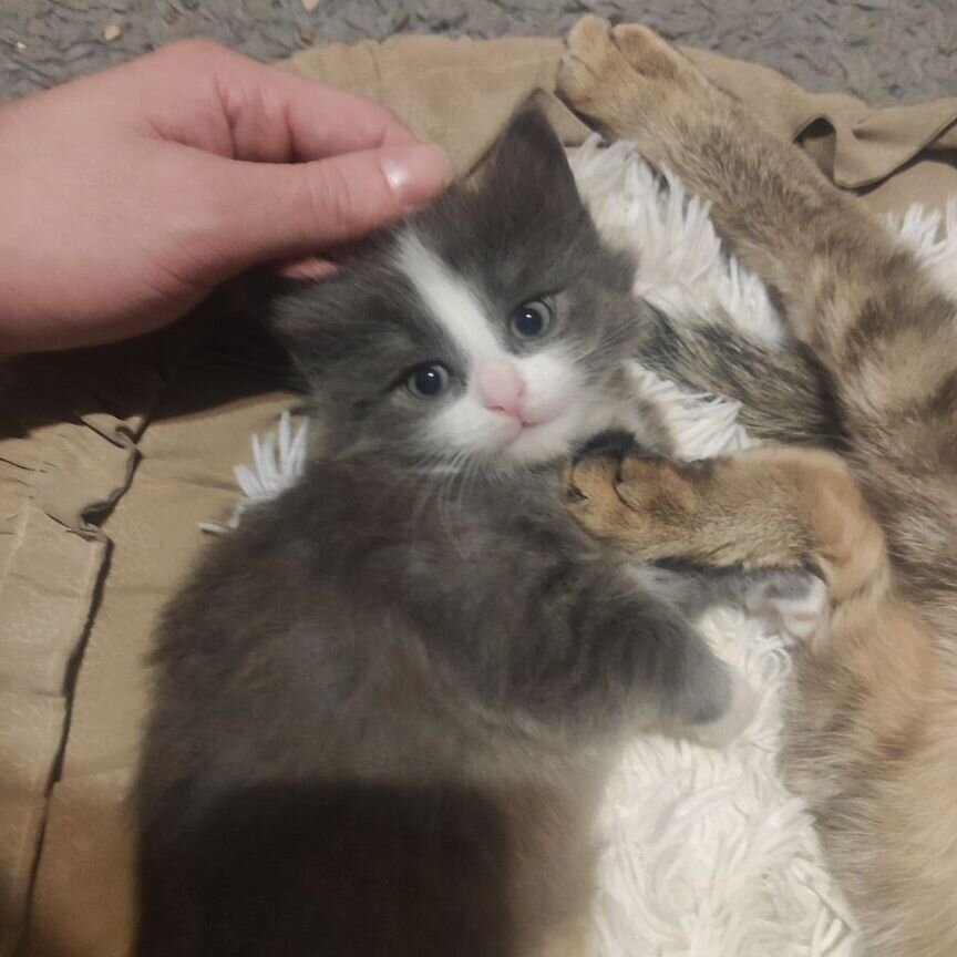 Домашний котенок в добрые руки