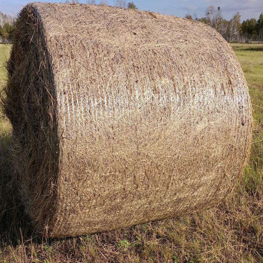 Продам сено в рулонах свежий укос