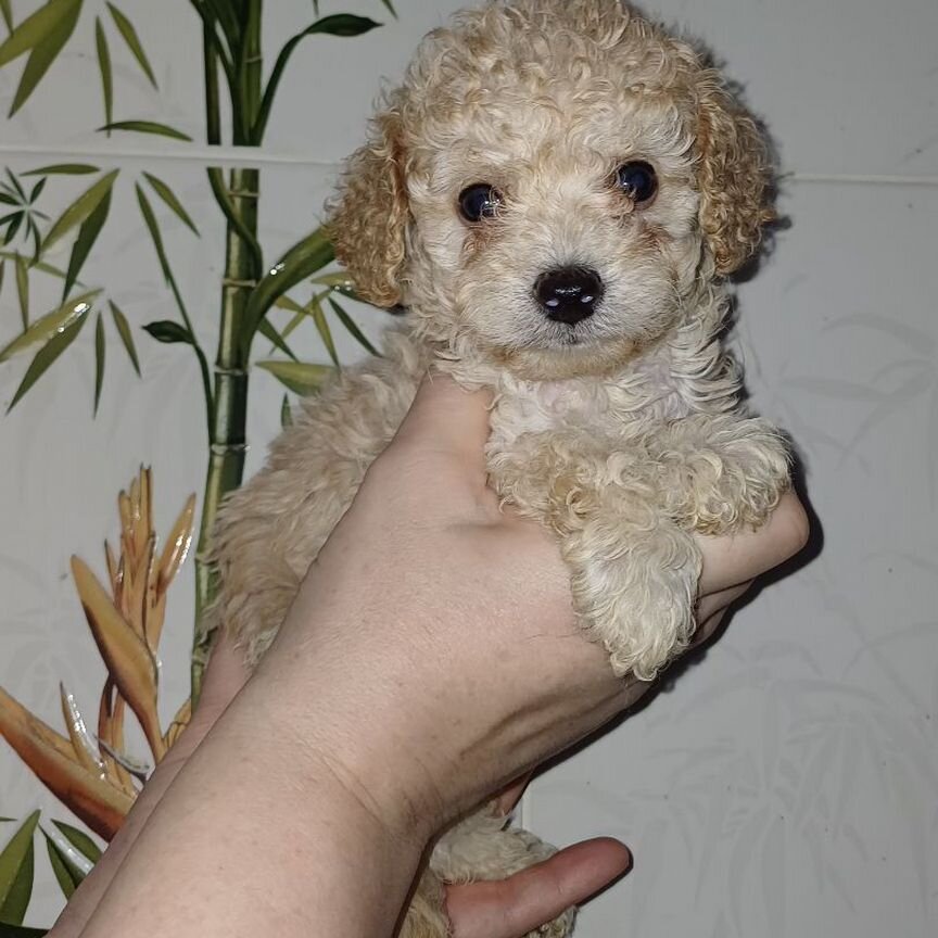 Щенки той пуделя