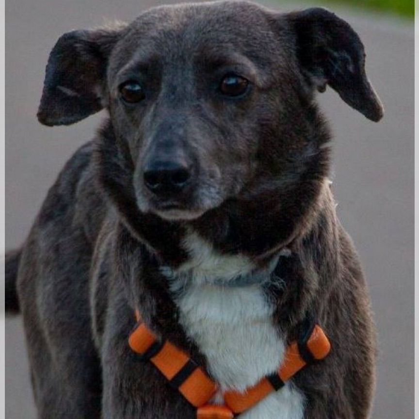 Взрослая собака в добрые руки