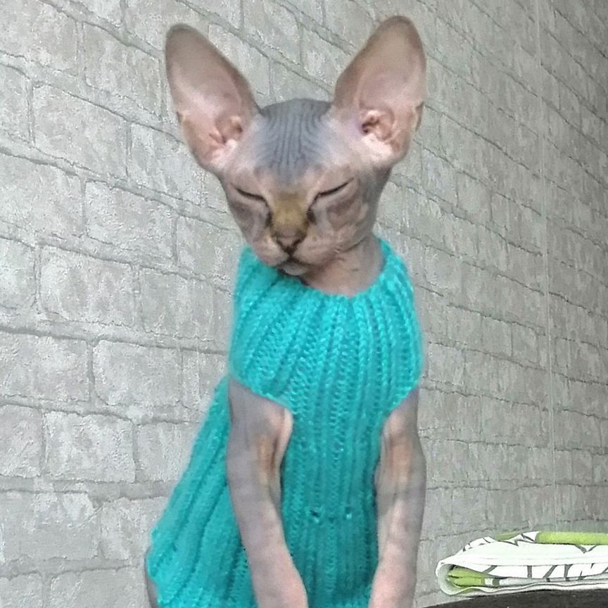 Кофта для котят