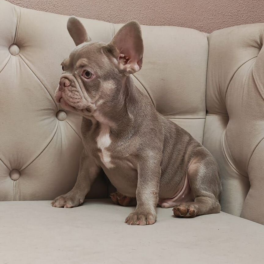 Французский бульдог, щенок