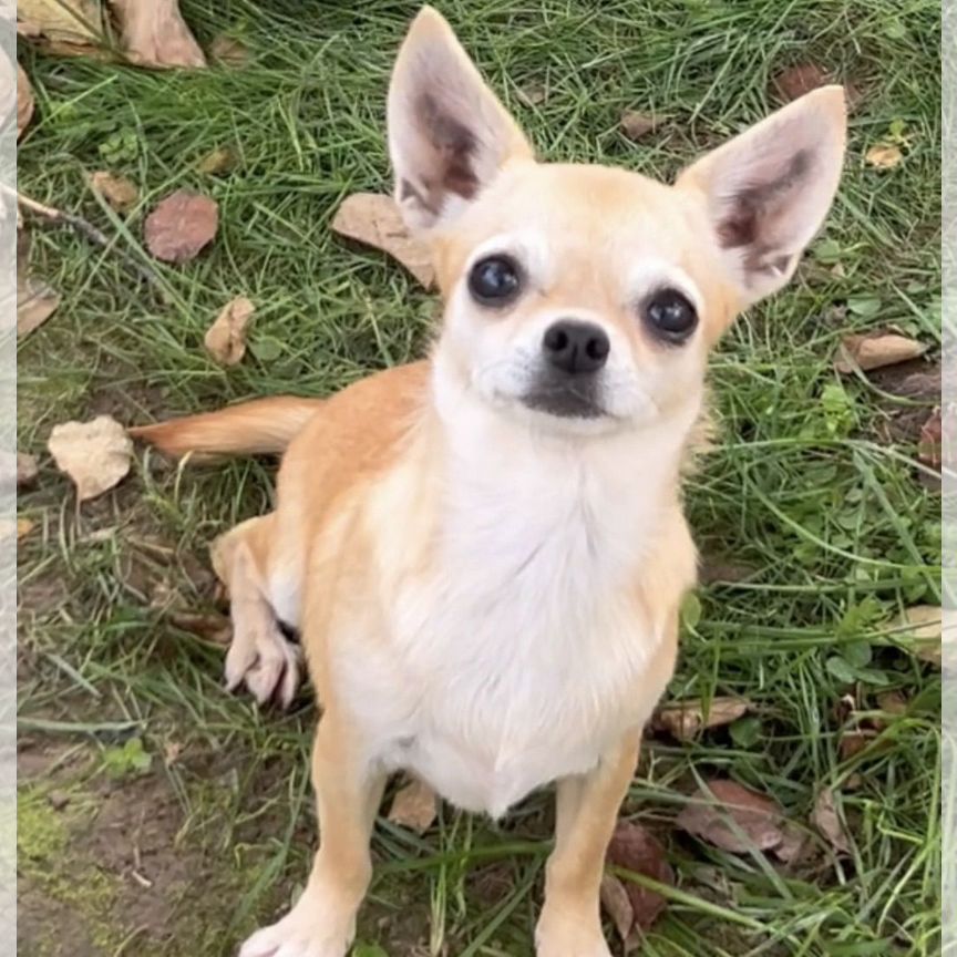 Чихуахуа девочки взрослые