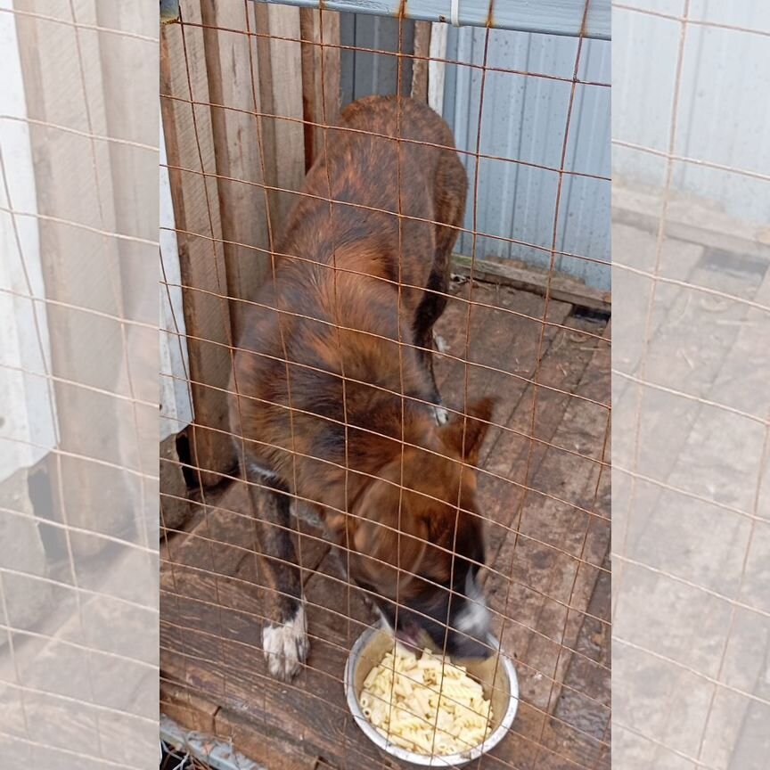 Немецкая овчарка, щенок