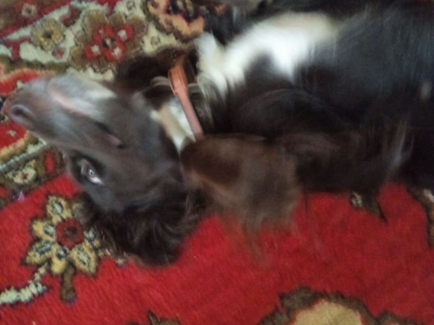 Русский спаниель