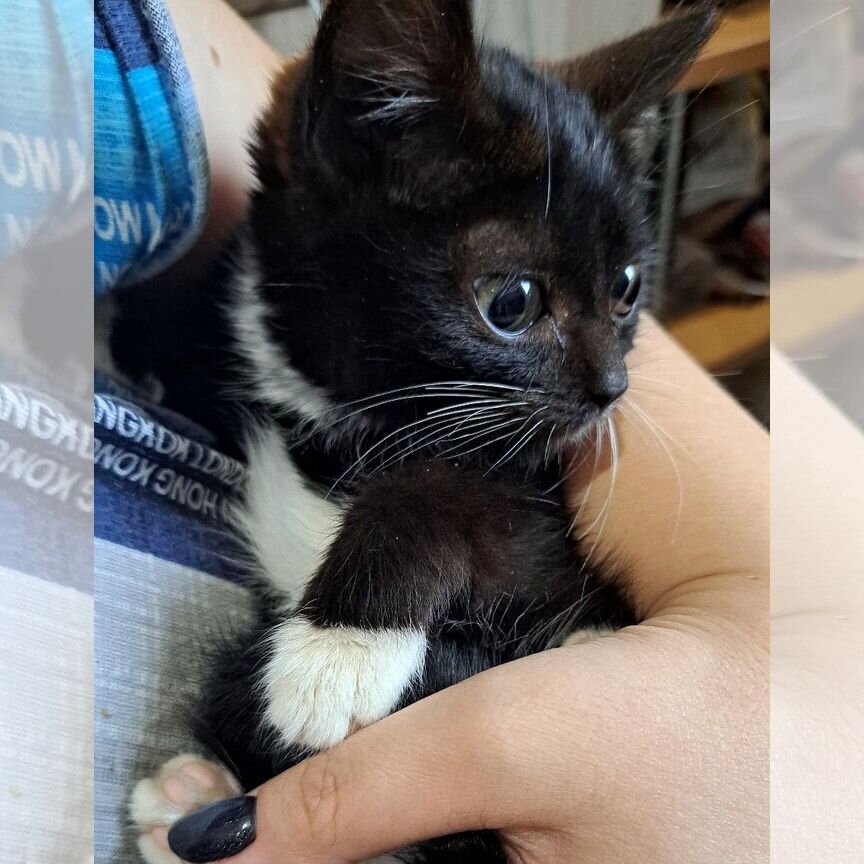 Котёнок в добрые руки