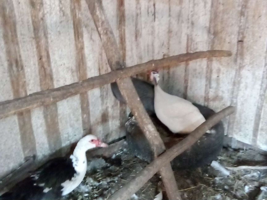 Цесарки возраст девять месяцев две штуки