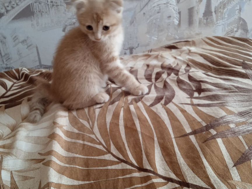 Котëнок в дар