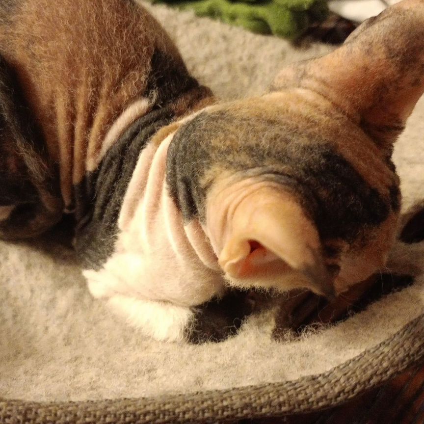 Канадский сфинкс котенок