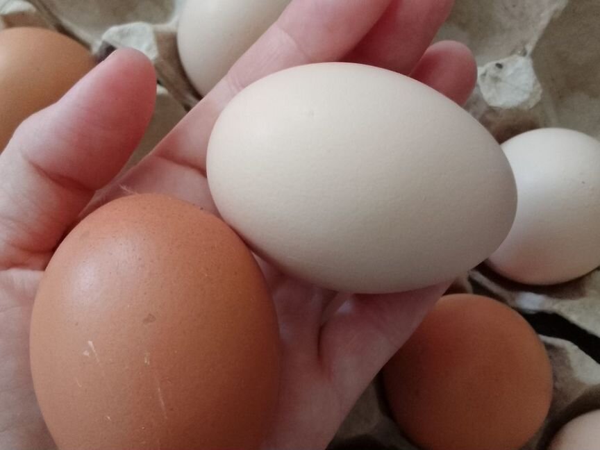 Яйца на инкубацию
