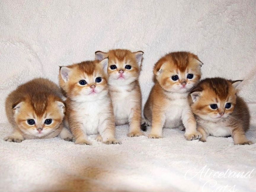 Котята золотая шиншилла