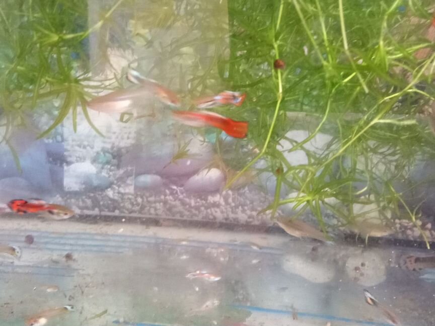 Аквариумные рыбки гуппи