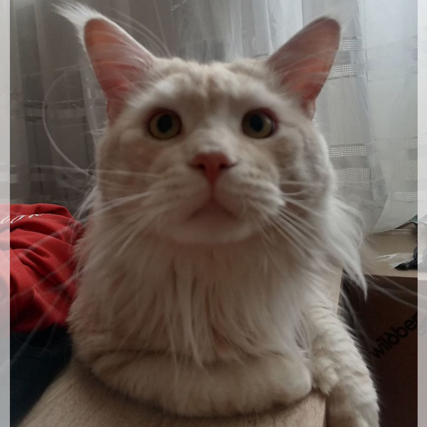 Мейн-кун котёнок