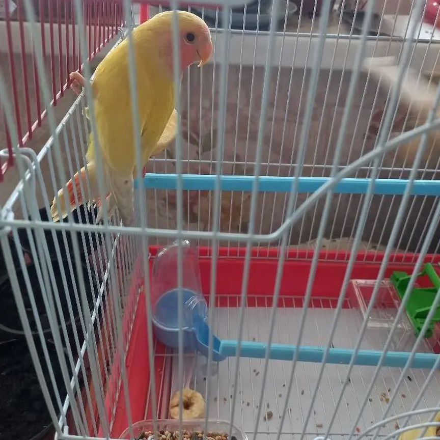 Попугай неразлучник в добрые руки