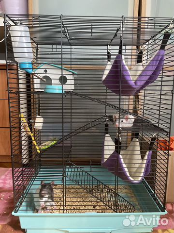 Крысы с клеткой