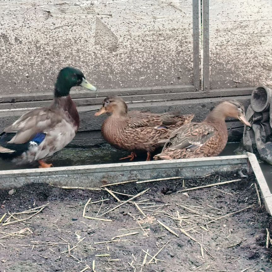 Подсадные утки для охоты