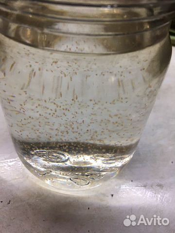 Культура Дафнии корм для рыб