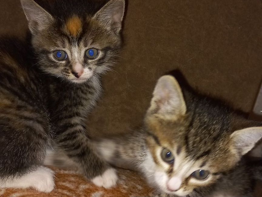 Тверской дикий кот