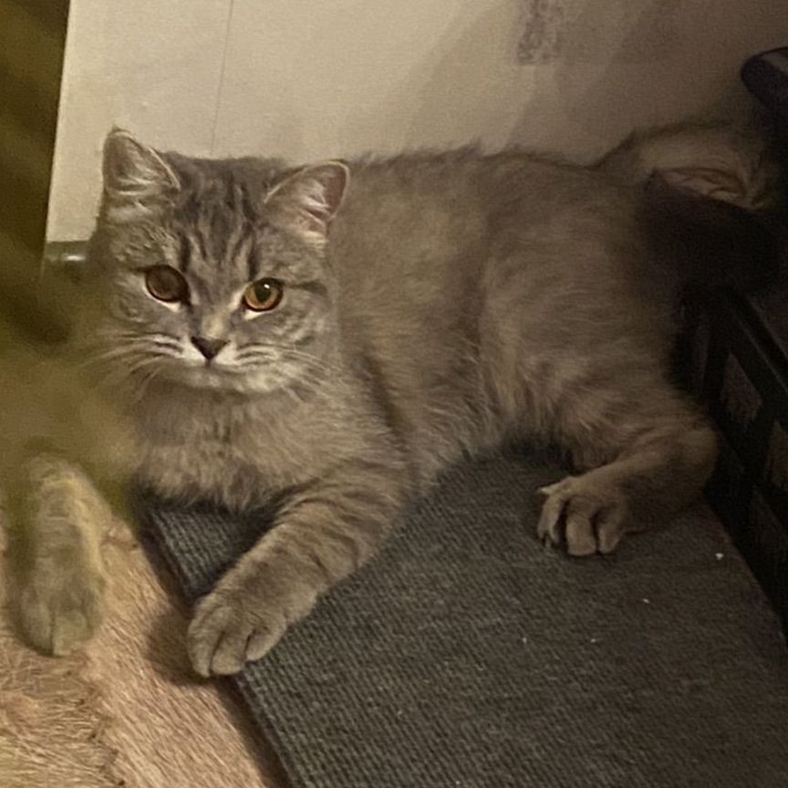 Шотландская кошка бесплатно