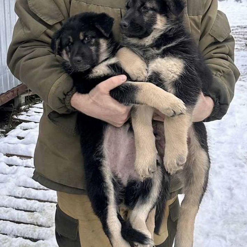 Щенки мальчик и девочка