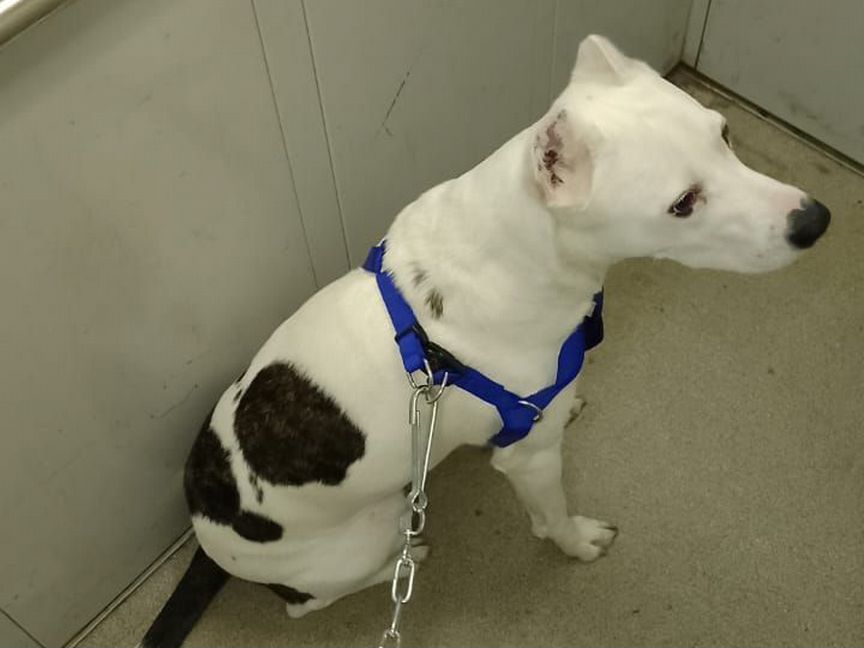 Стаф терьер