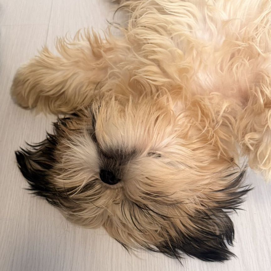 Ши-тцу, щенок