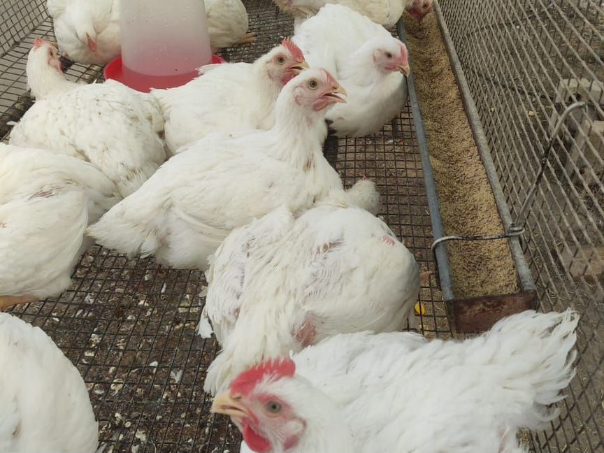 Куры бройлеры живым весом
